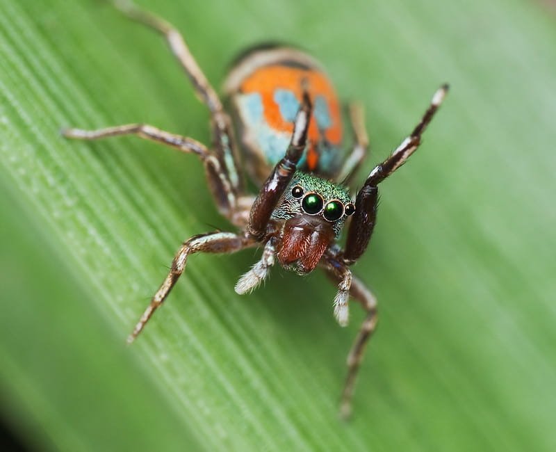 Why Do Spiders Raise Their Abdomen? - Animal World Facts