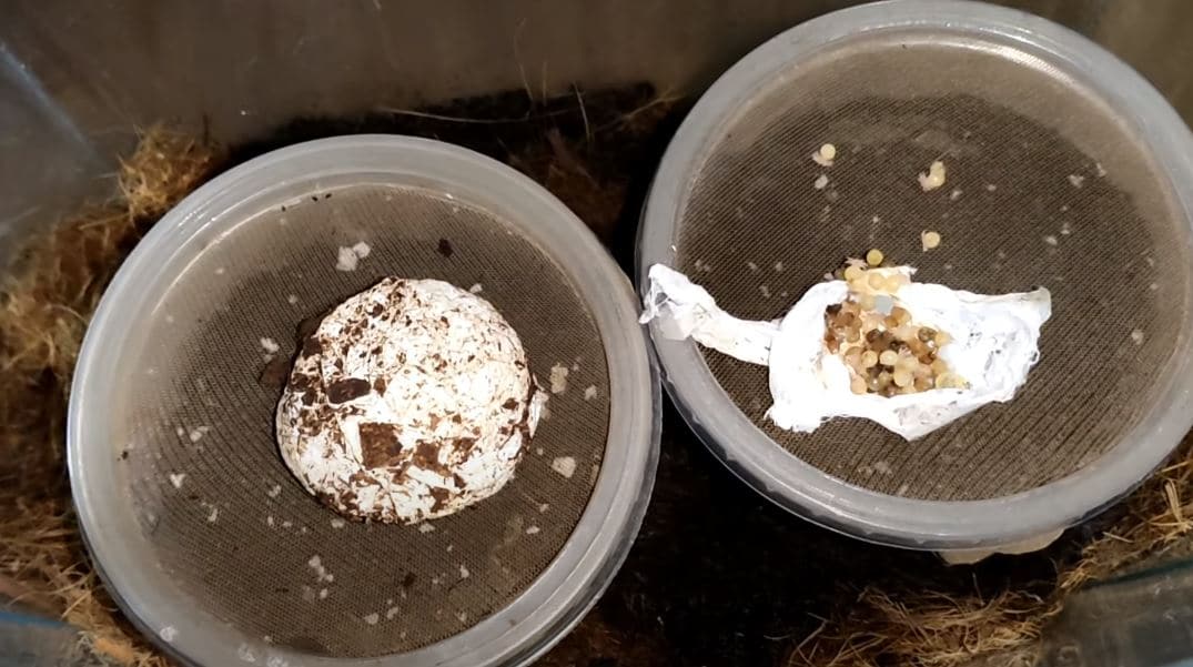 How to Take Care of Tarantula Eggs, Artificial and Natural Way - Animal ...