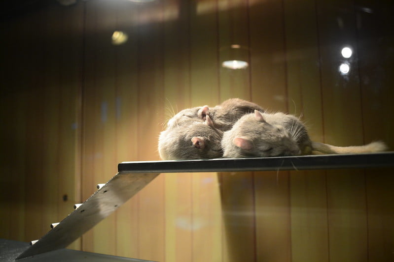 Do Gerbils Need a House? (Economic Alternatives) - Animal World Facts