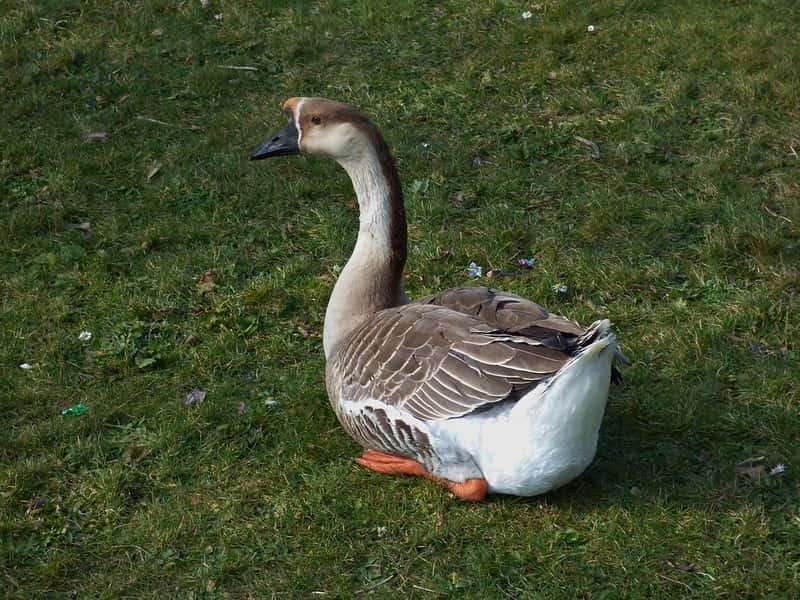 9 Geese Breeds, From The Friendliest to The Most Aggressive - Animal ...