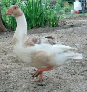 9 Geese Breeds, From The Friendliest to The Most Aggressive - Animal ...