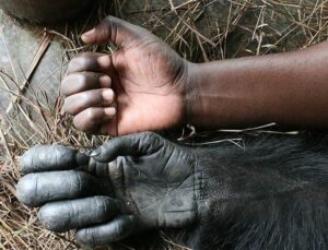 Man Vs Chimp (Who Would Win In A Fight?) - Animal World Facts