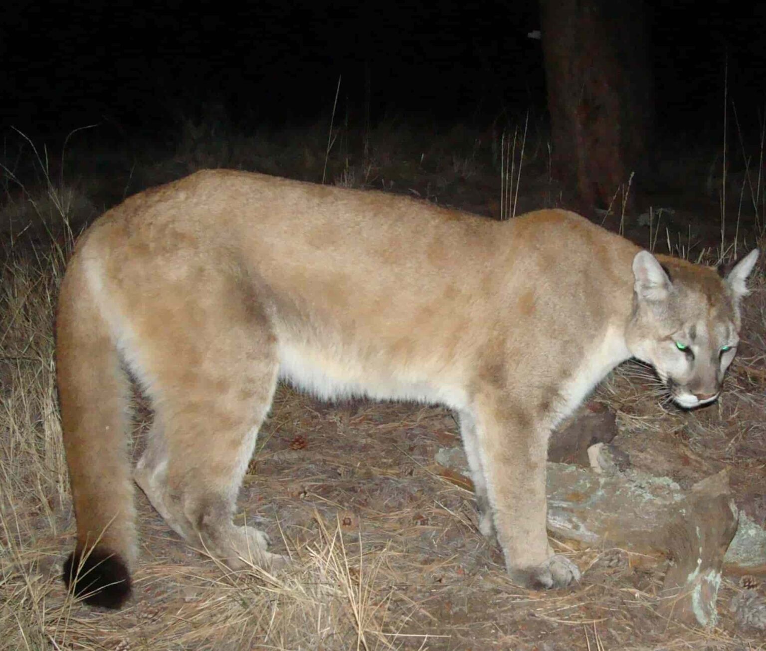 Man Vs Mountain Lion (Who Would Win In A Fight?) - Animal World Facts